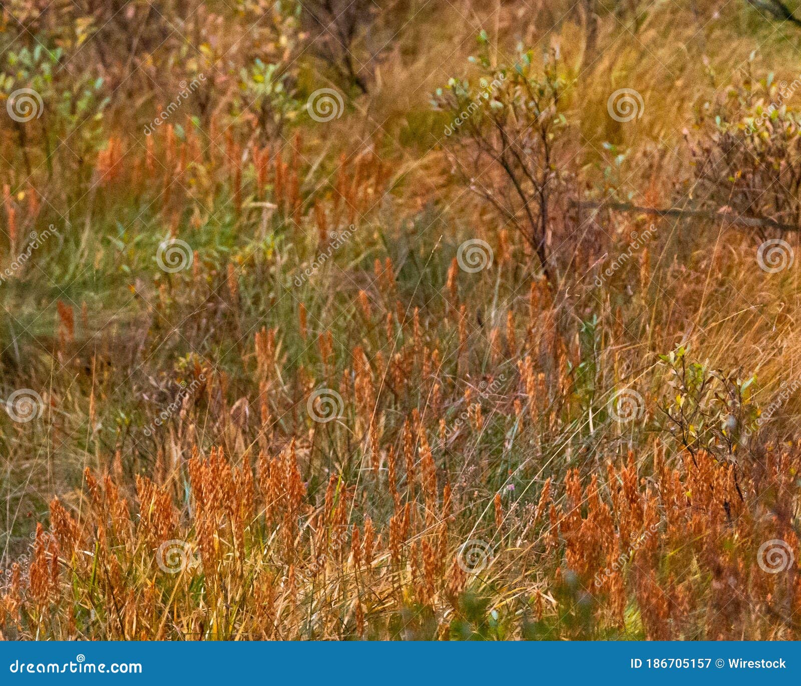Beautiful Shot of a Dried Grassland Stock Image - Image of beauty, farm ...