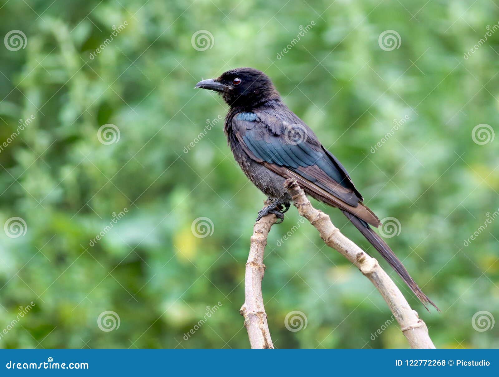 Drongo stock photo. Image of nature, drongo, bird, solitude - 122772268