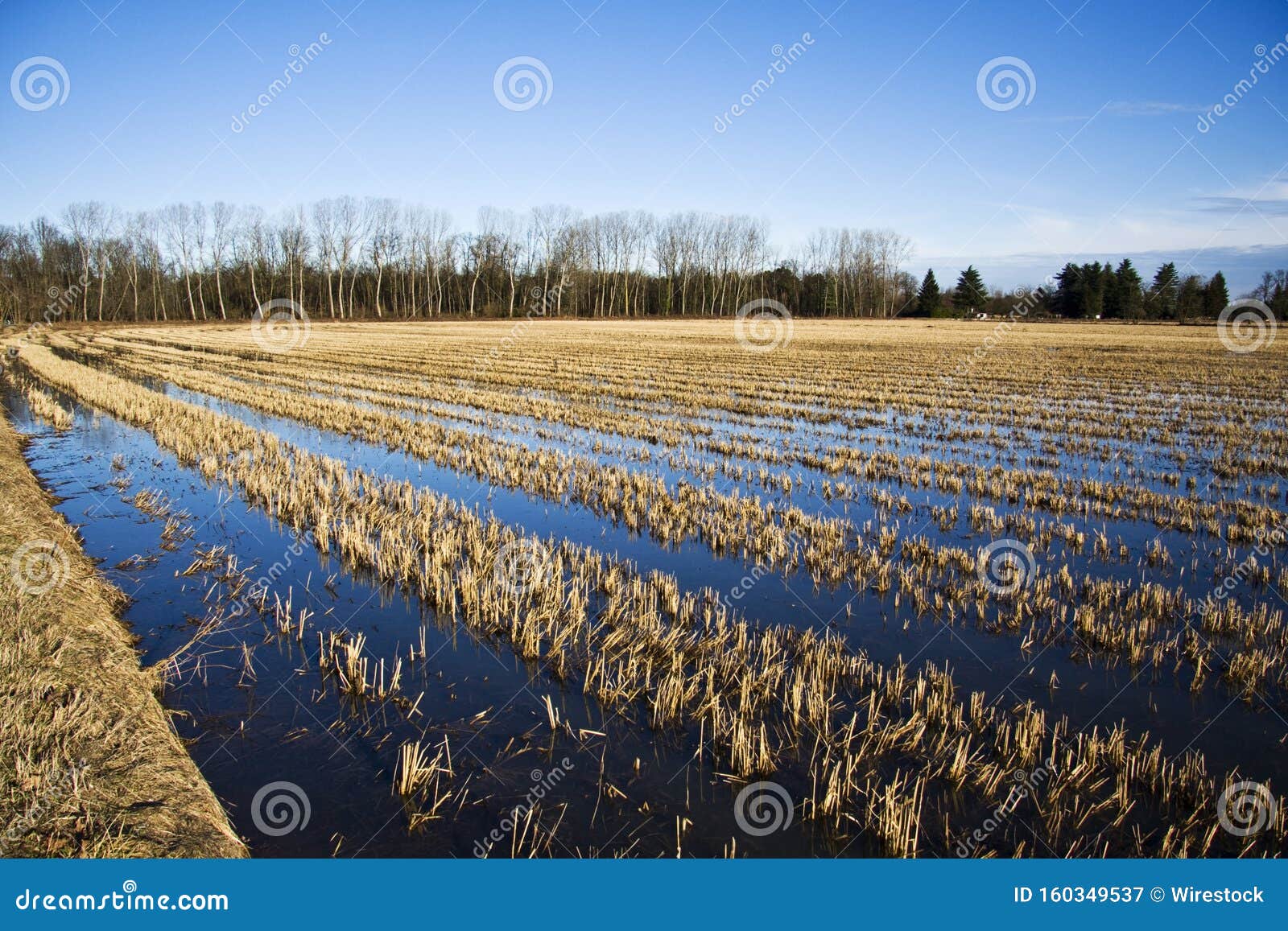 Beautiful Shot of Dry Grass in the Water with Leafless Trees and a Blue ...