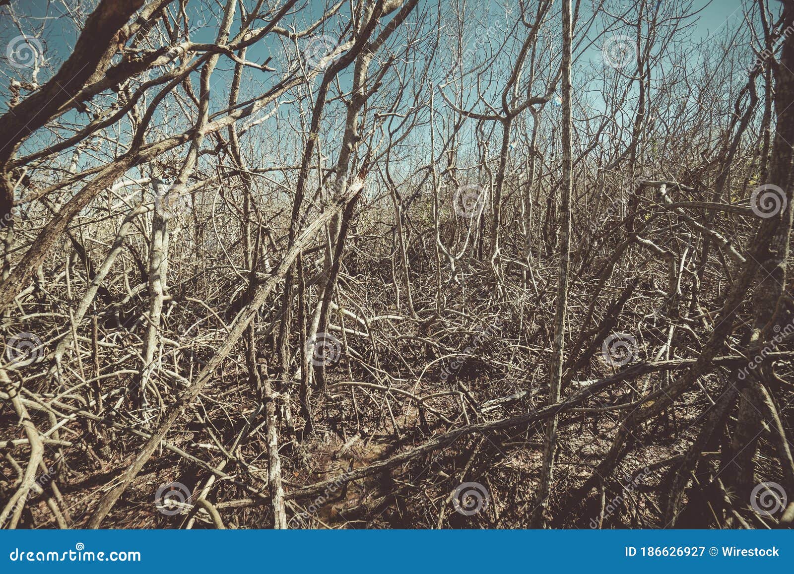 Beautiful Shot of the Dry Tree Branches in the Daylight Stock Image ...