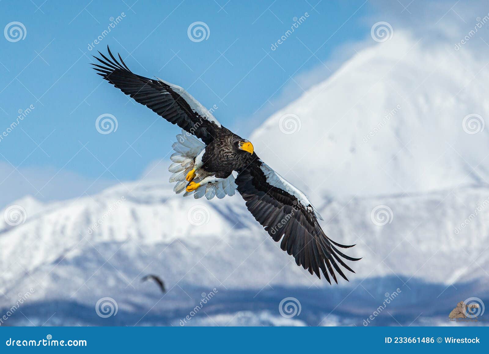 Beautiful Shot of an Eagle in Motion during the Day Stock Photo - Image ...