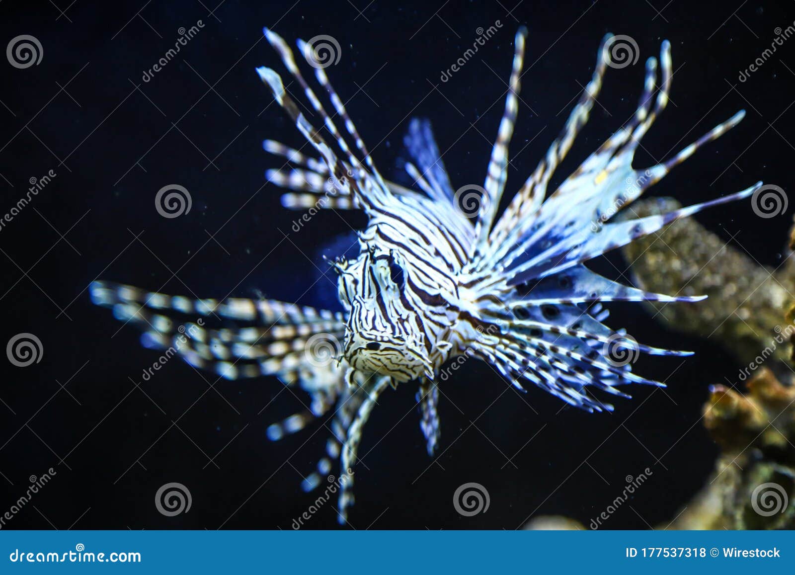 Beautiful Shot of an Exotic Lionfish in the Aquarium Stock Photo ...