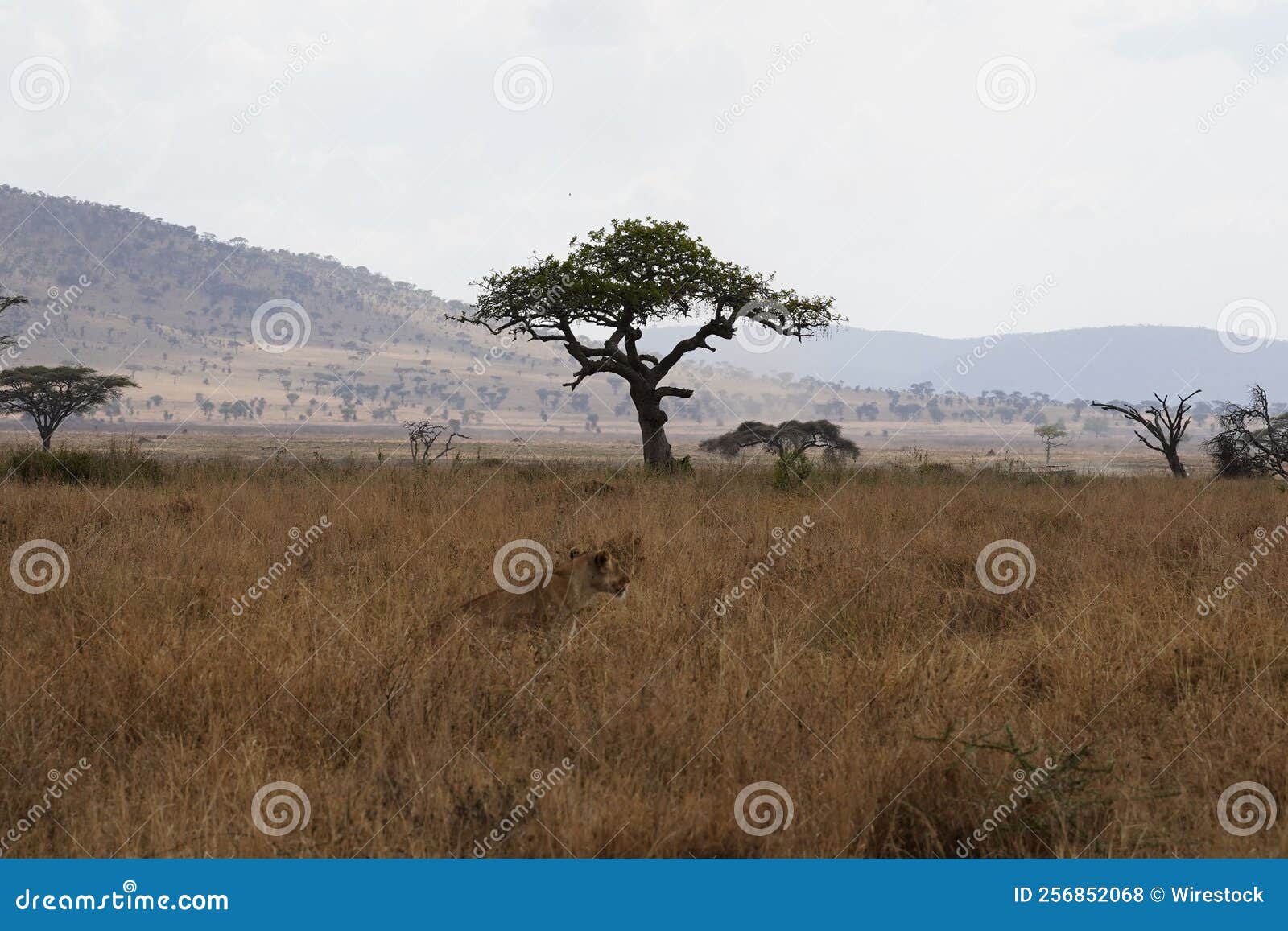 Beautiful Shot of a Female Lion Standing on a Rock and Examining the ... Beautiful Shot of a Female Lion Standing on a Rock and Examining the ...