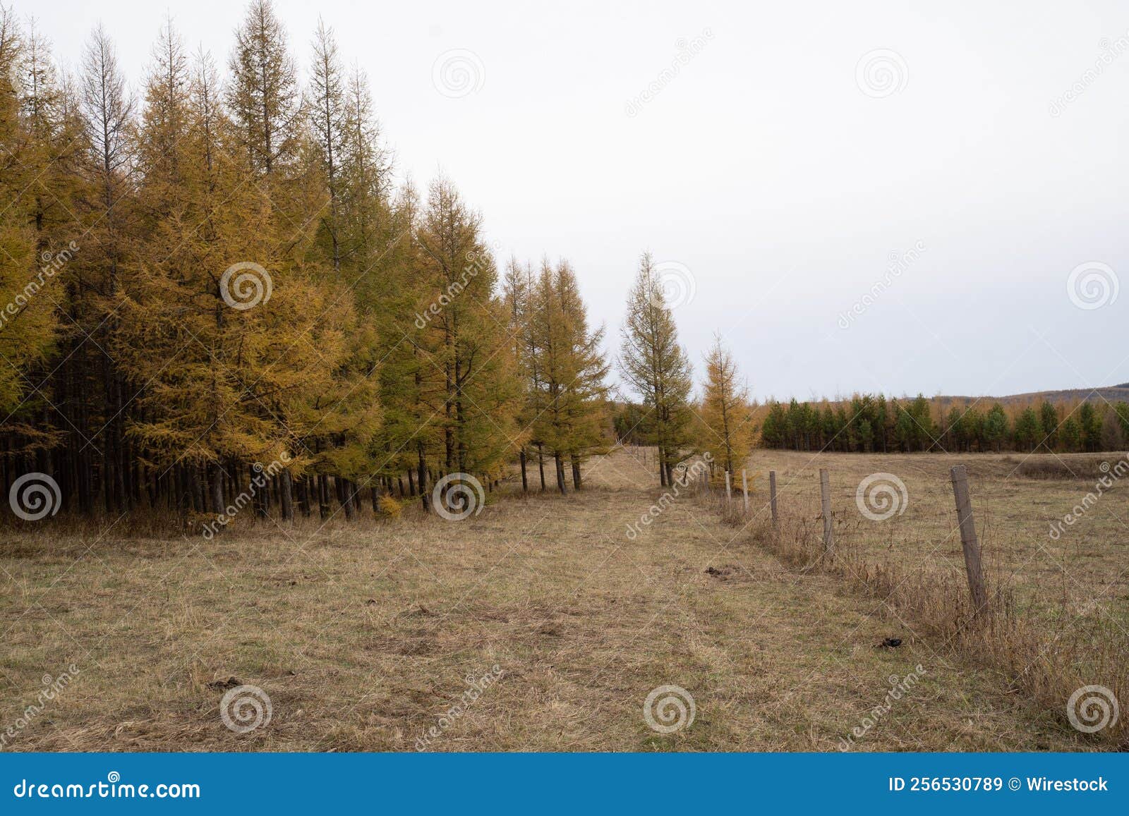 Beautiful Shot of a Field with the Background of Trees Stock Image ...