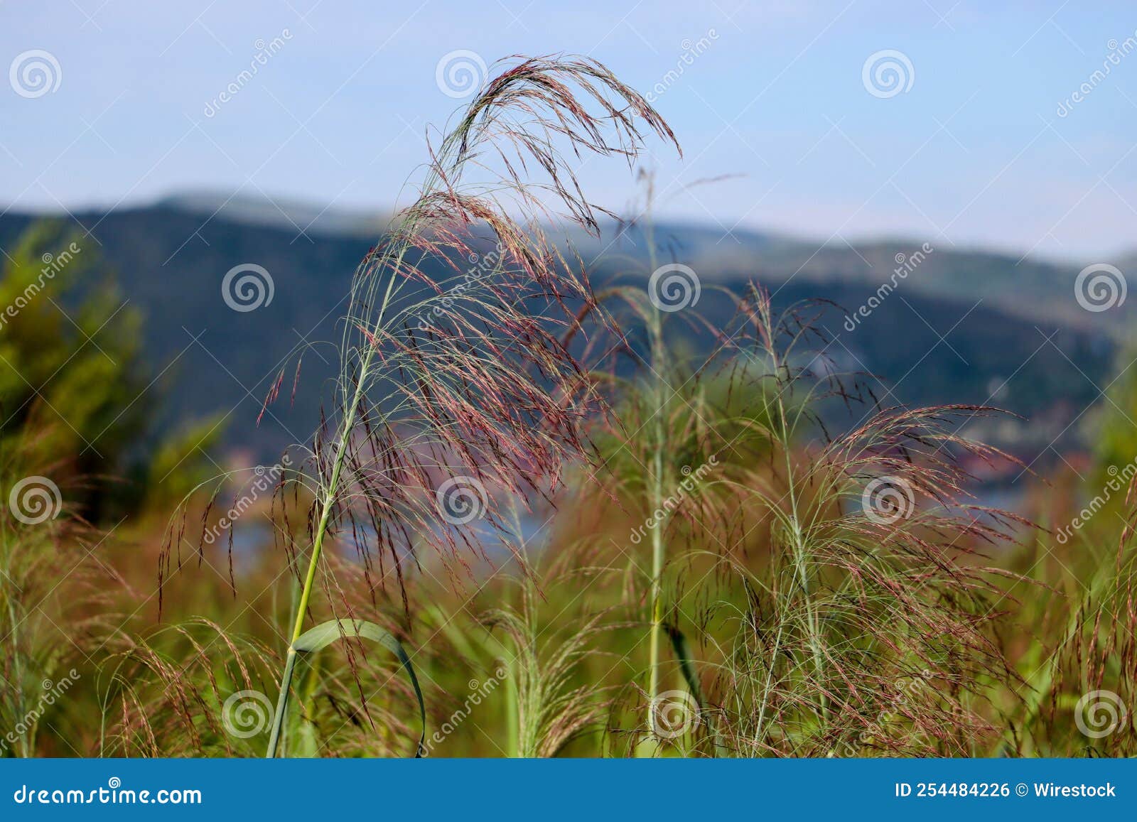 Beautiful Shot of a Field Full of Plants during the Day Stock Photo ...