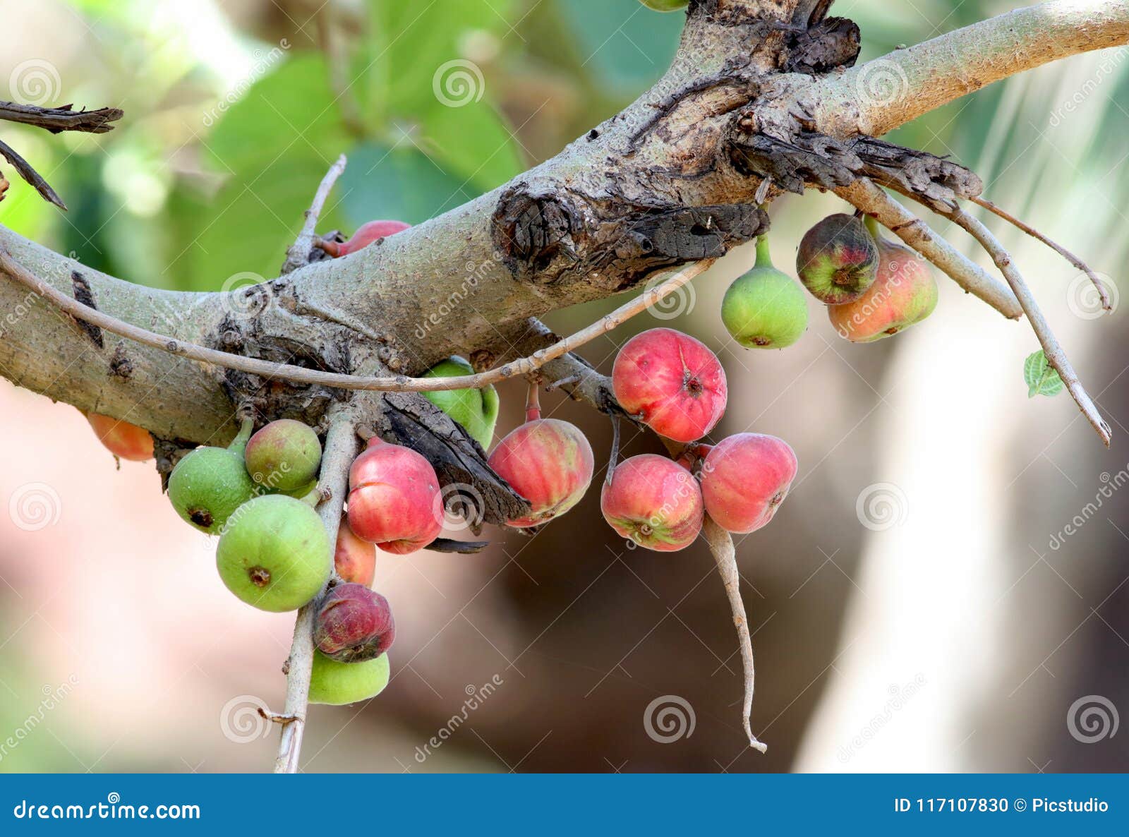 Fig fruit stock photo. Image of bunch, morning, tree - 117107830
