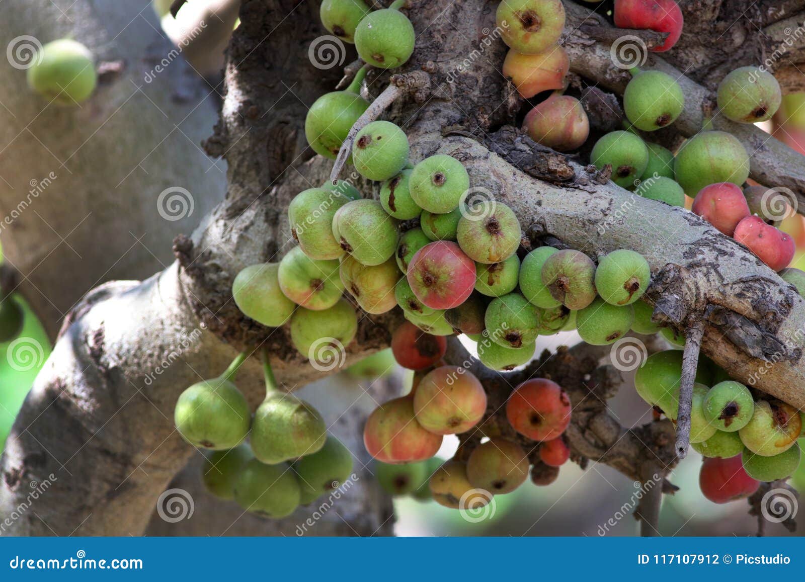 Fig fruit stock photo. Image of healthy, light, morning - 117107912