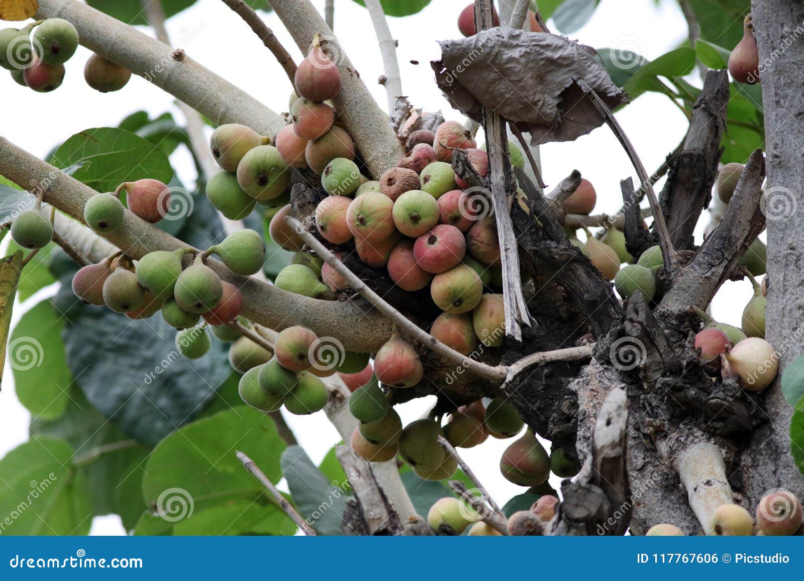 Fig fruit stock photo. Image of sweet, gfig, ripe, morning - 117767606