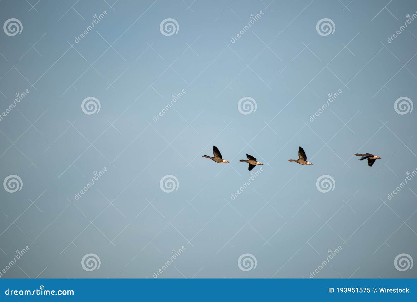 Beautiful Shot of a Flock of Migrating Geese in Flight Stock Image ...