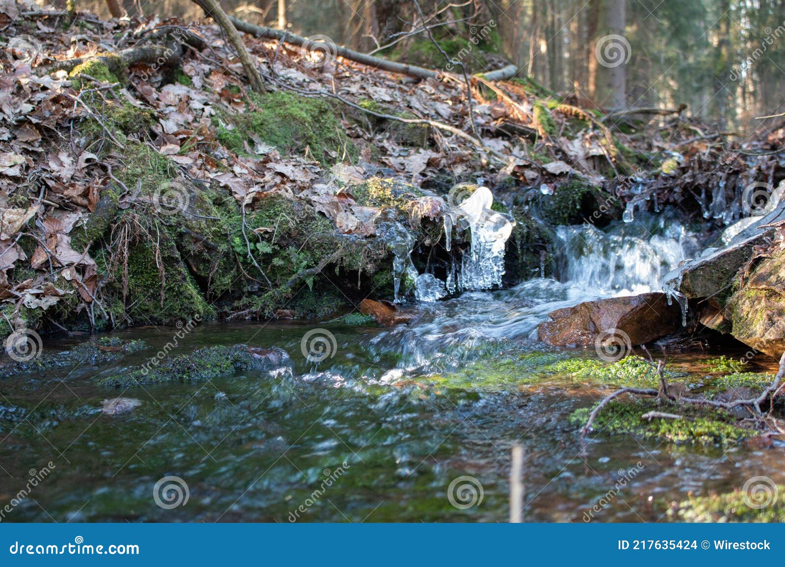 Beautiful Shot of a Flowing Stream in a Forest Stock Photo - Image of ...