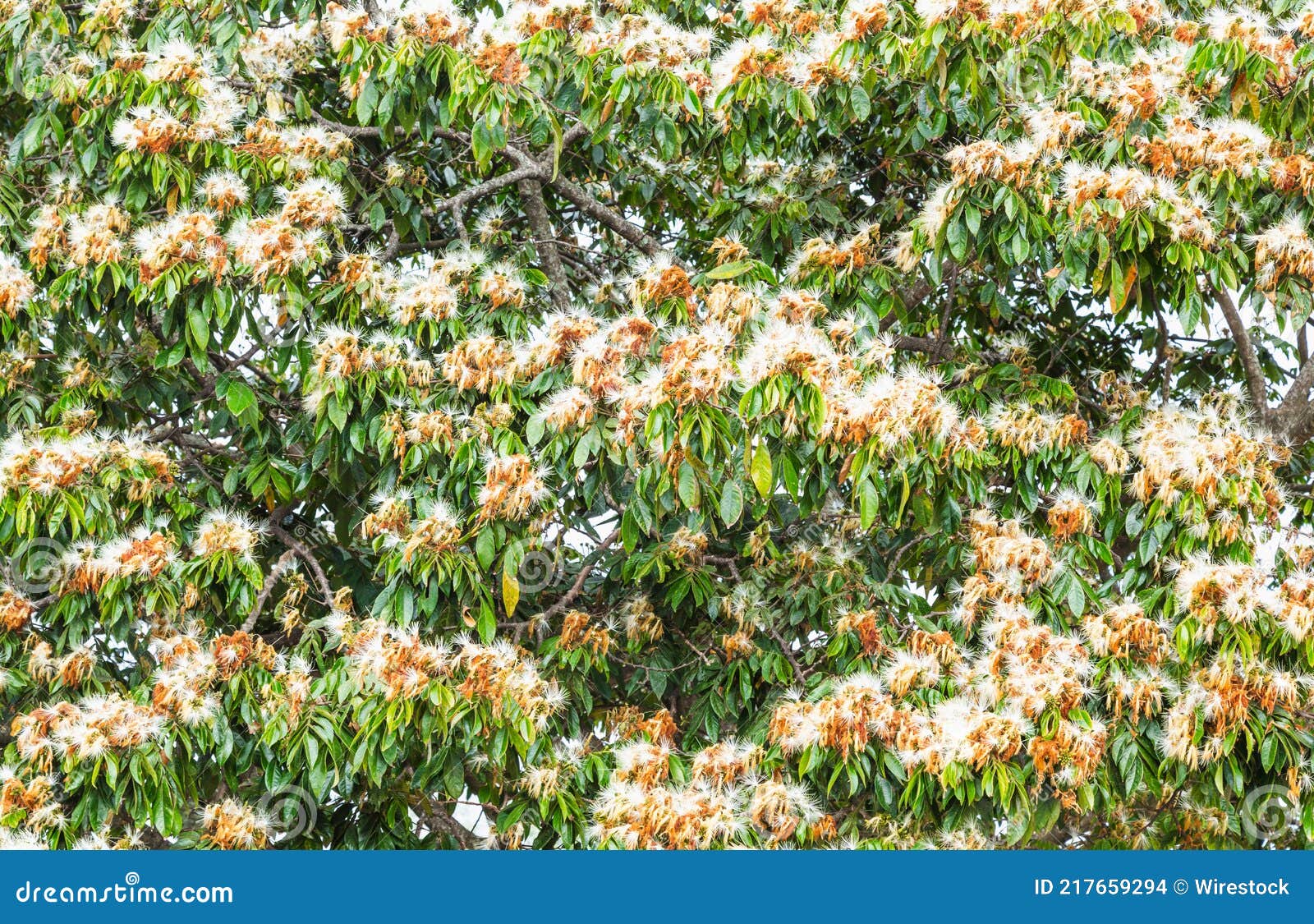 Beautiful Shot of Fluffy Flowers on Inga Edulis Tree Stock Photo ...