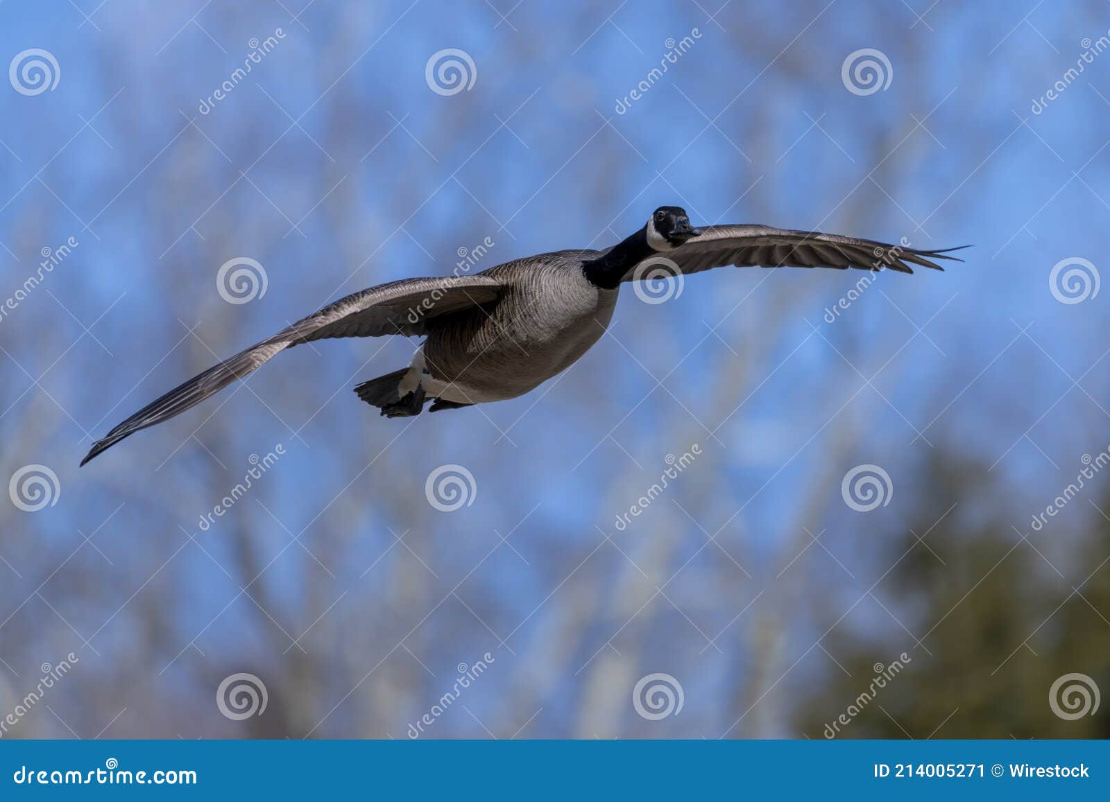 Beautiful Shot of a Flying Canadian Goose Stock Image - Image of nature ...