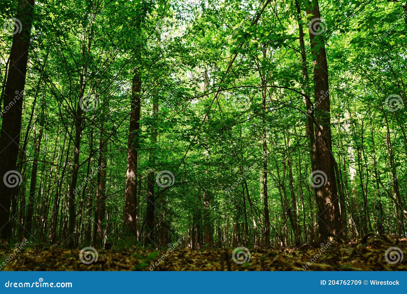 Beautiful shot of a forest stock image. Image of forest - 204762709