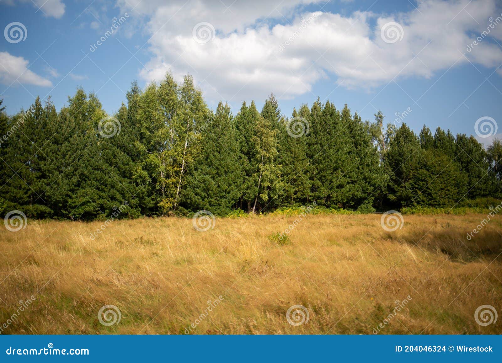 Beautiful Shot of Forest in the Mountains Stock Photo - Image of autumn ...
