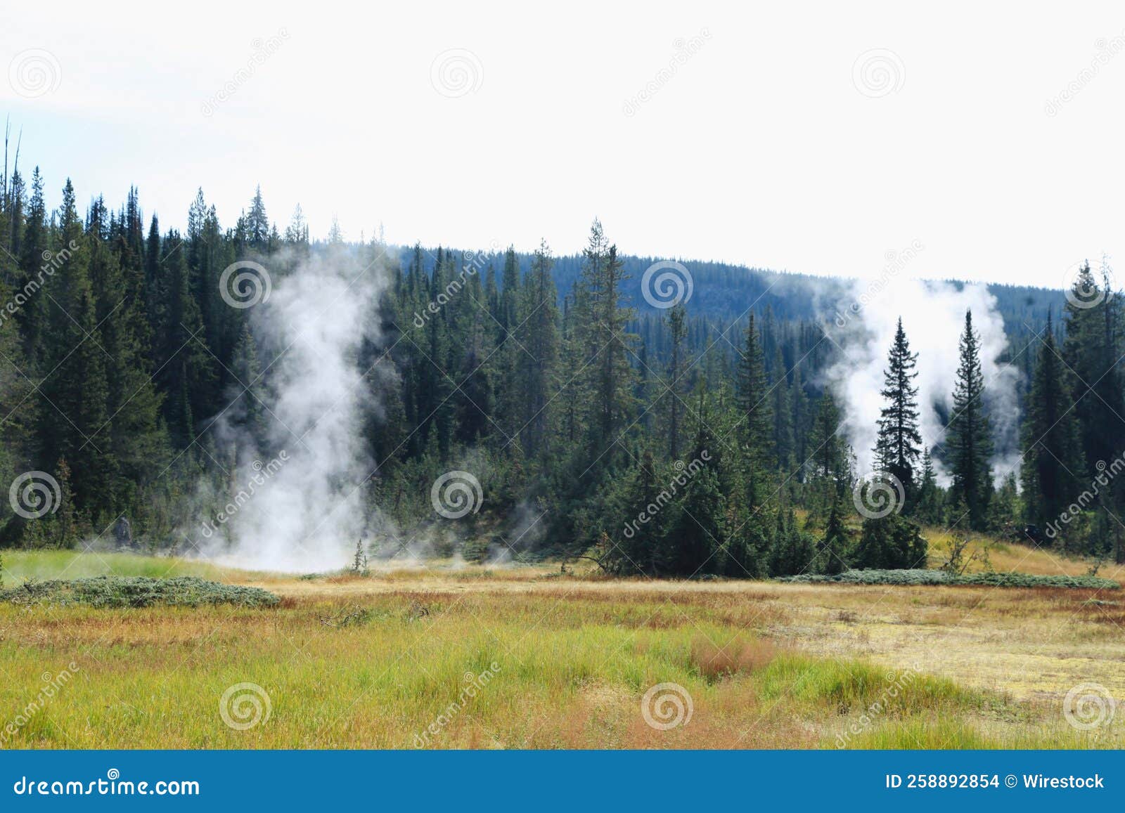 Beautiful Shot of a Forest with Smoke Over the Landscape Stock Photo ...