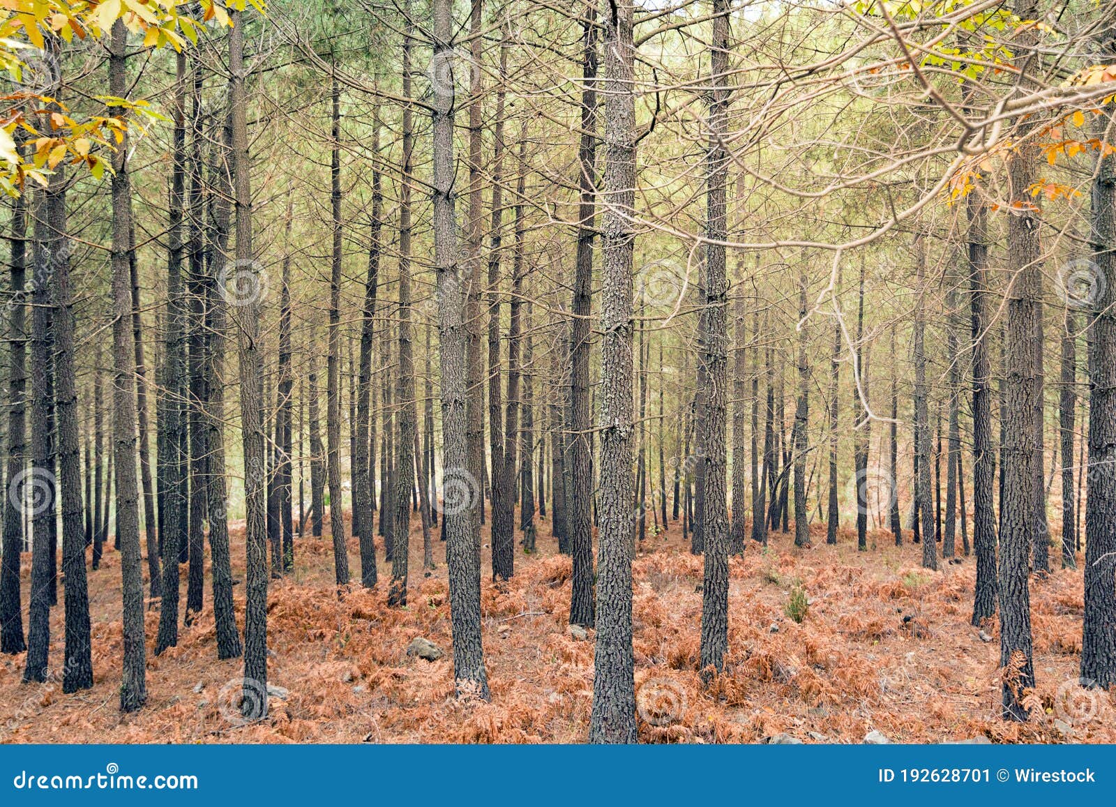 Beautiful Shot of a Forest of Thin Tall Trees during the Fall Stock ...