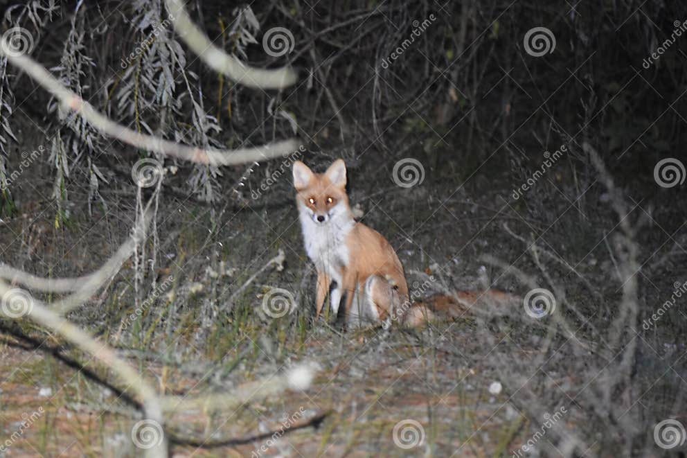 A Beautiful Shot of a Fox in the Forest, in Motion Stock Photo - Image ...