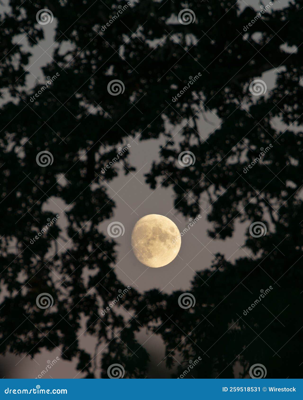 Beautiful Shot of a Full Moon through the Trees Stock Image - Image of ...