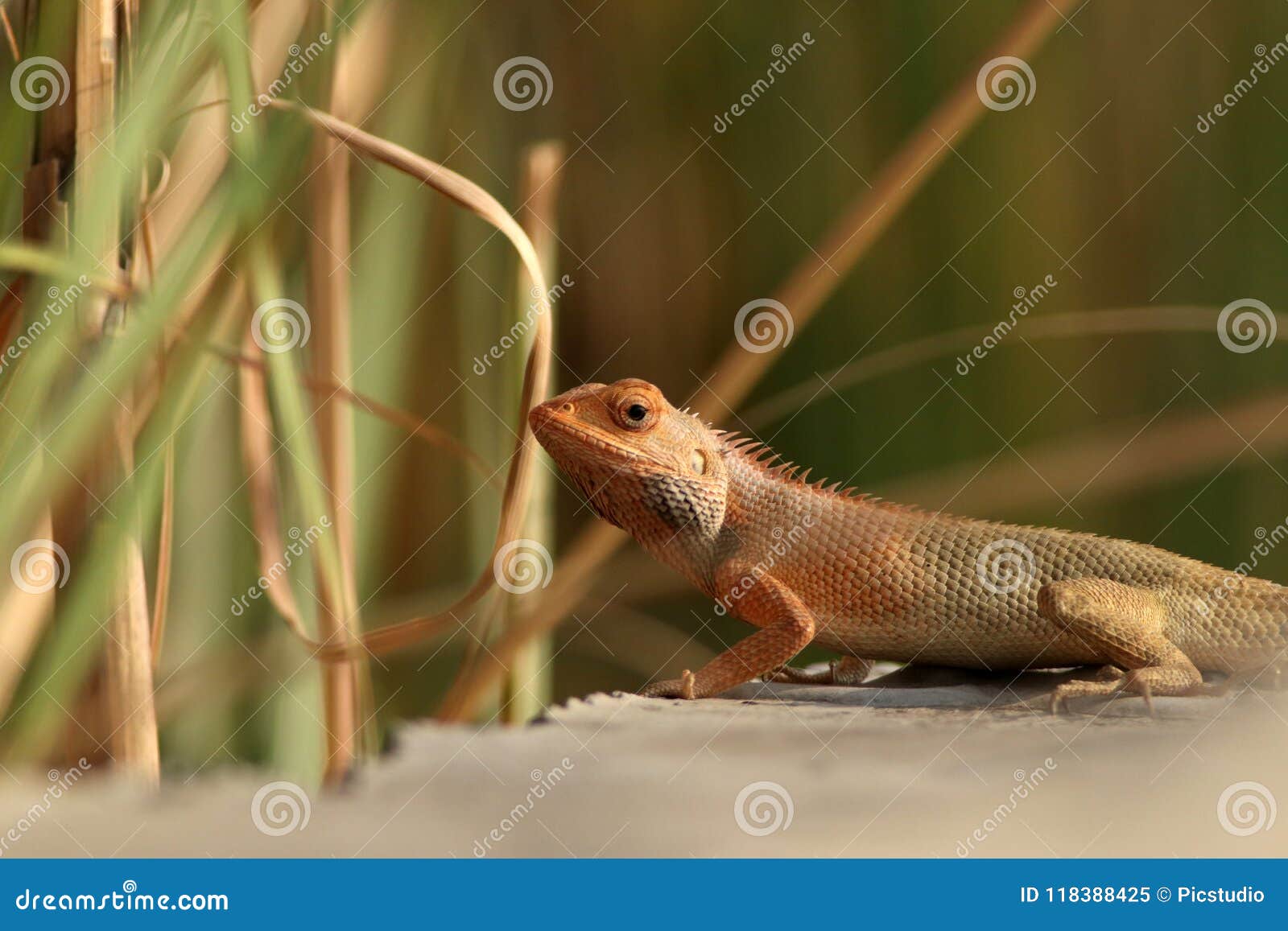 Garden lizard stock image. Image of closeup, jungle - 118388425