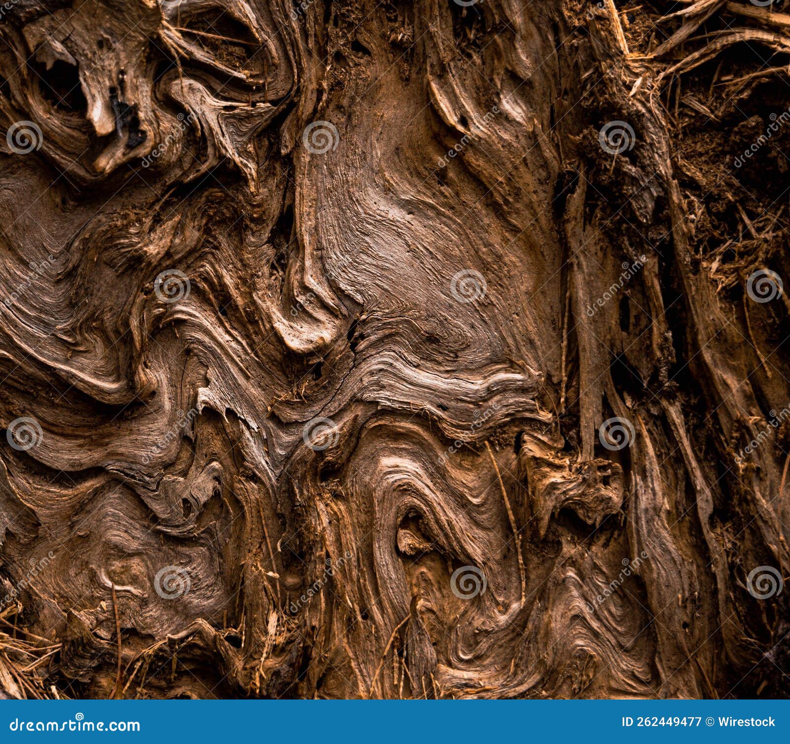 Beautiful Shot of a Gnarly Wood Texture Stock Image - Image of ...