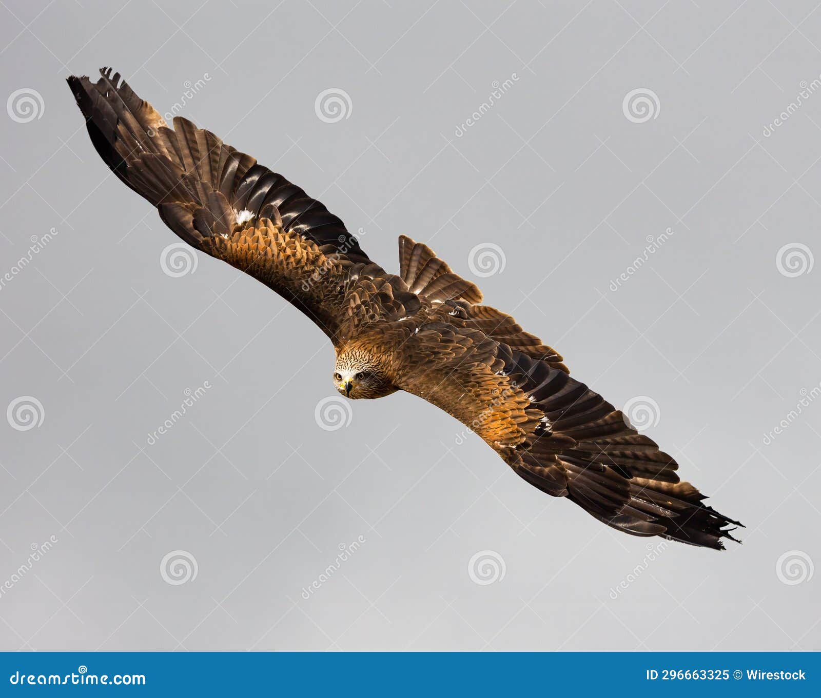 Beautiful Shot of a Golden Eagle Flying through the Sky Stock Image ...