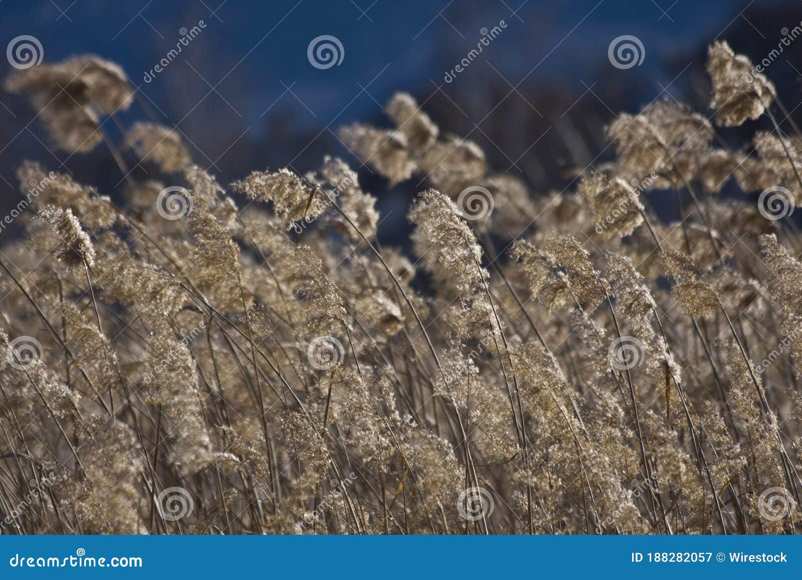 Beautiful Shot of Golden Reeds in the Fields Stock Image - Image of ...