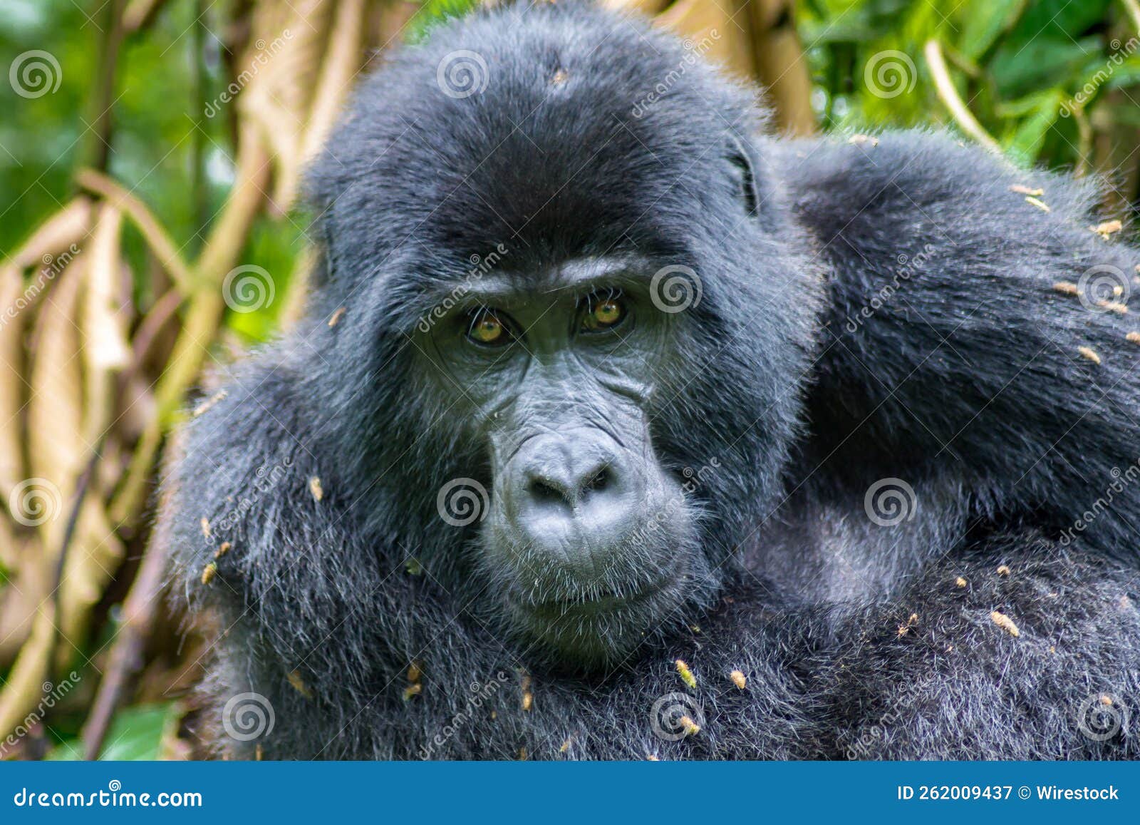 Beautiful Shot of a Gorilla Trekking in Uganda Stock Image - Image of ...