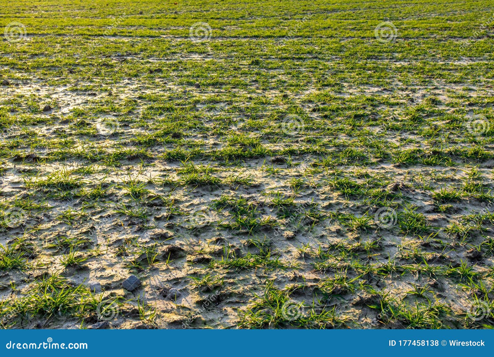 Beautiful Shot of a Grassy Field Stock Photo - Image of grassy ...