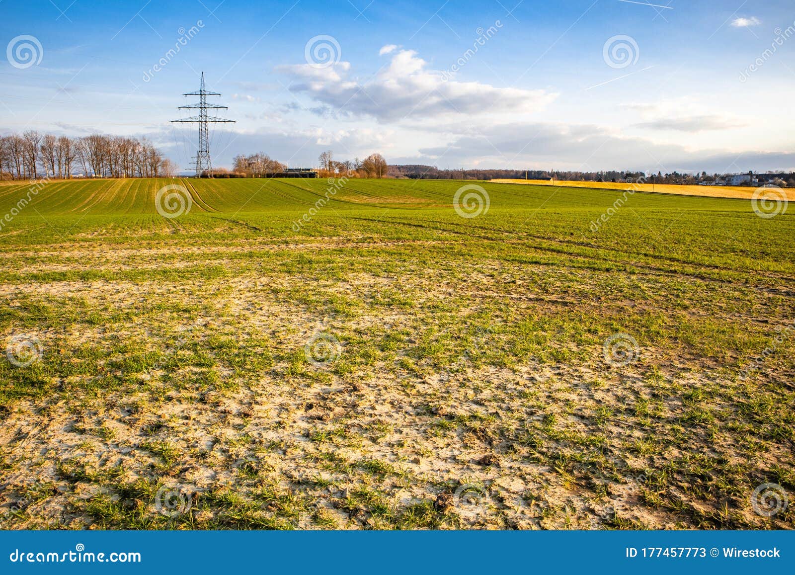 Beautiful Shot of a Grassy Field with Trees and an Electrical Pole in ...