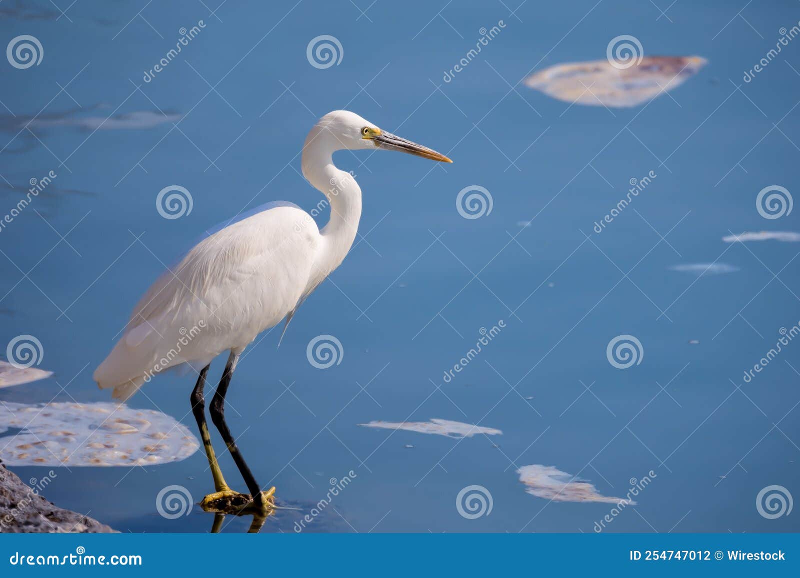 Beautiful Shot of a Great Egret Standing on a Water Stock Photo - Image ...
