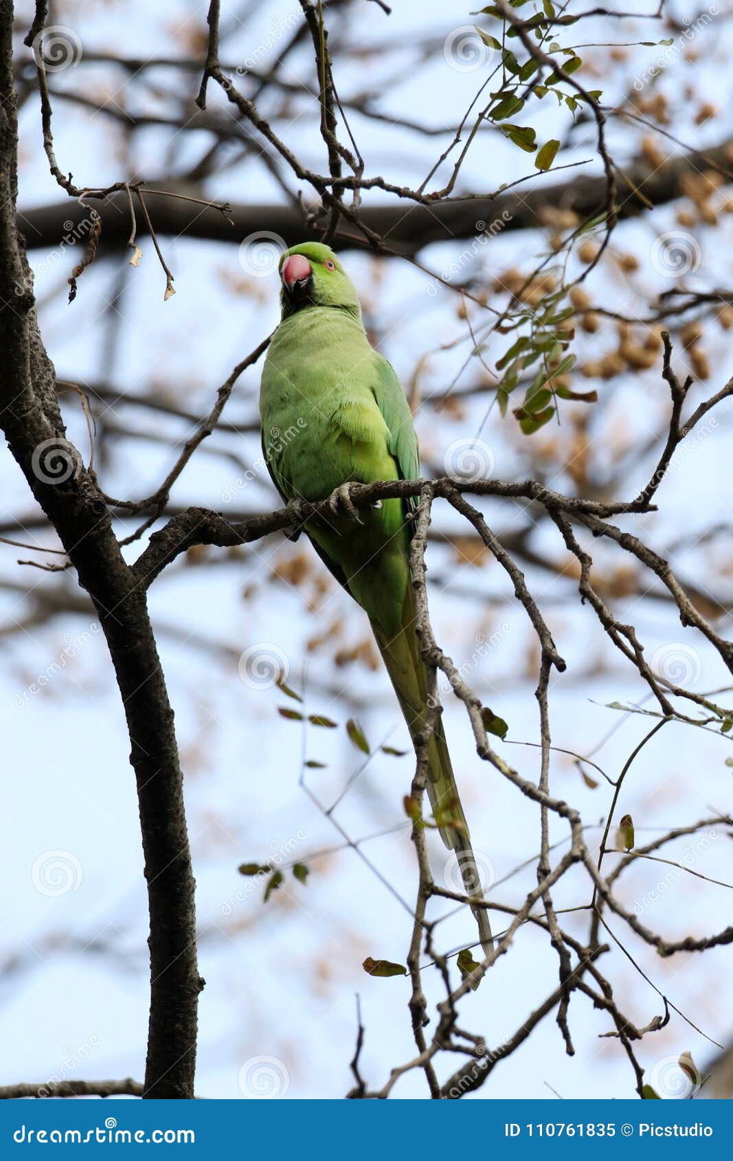 Green parrot stock image. Image of closeup, colors, tree - 110761835