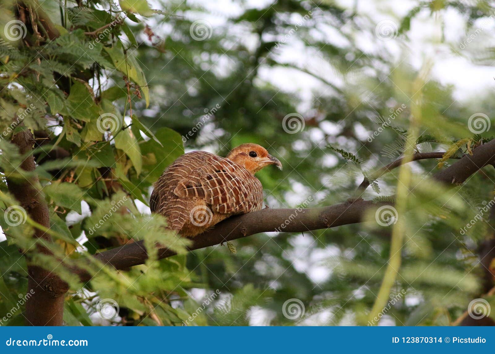 Grey francolin stock photo. Image of solitude, bird - 123870314