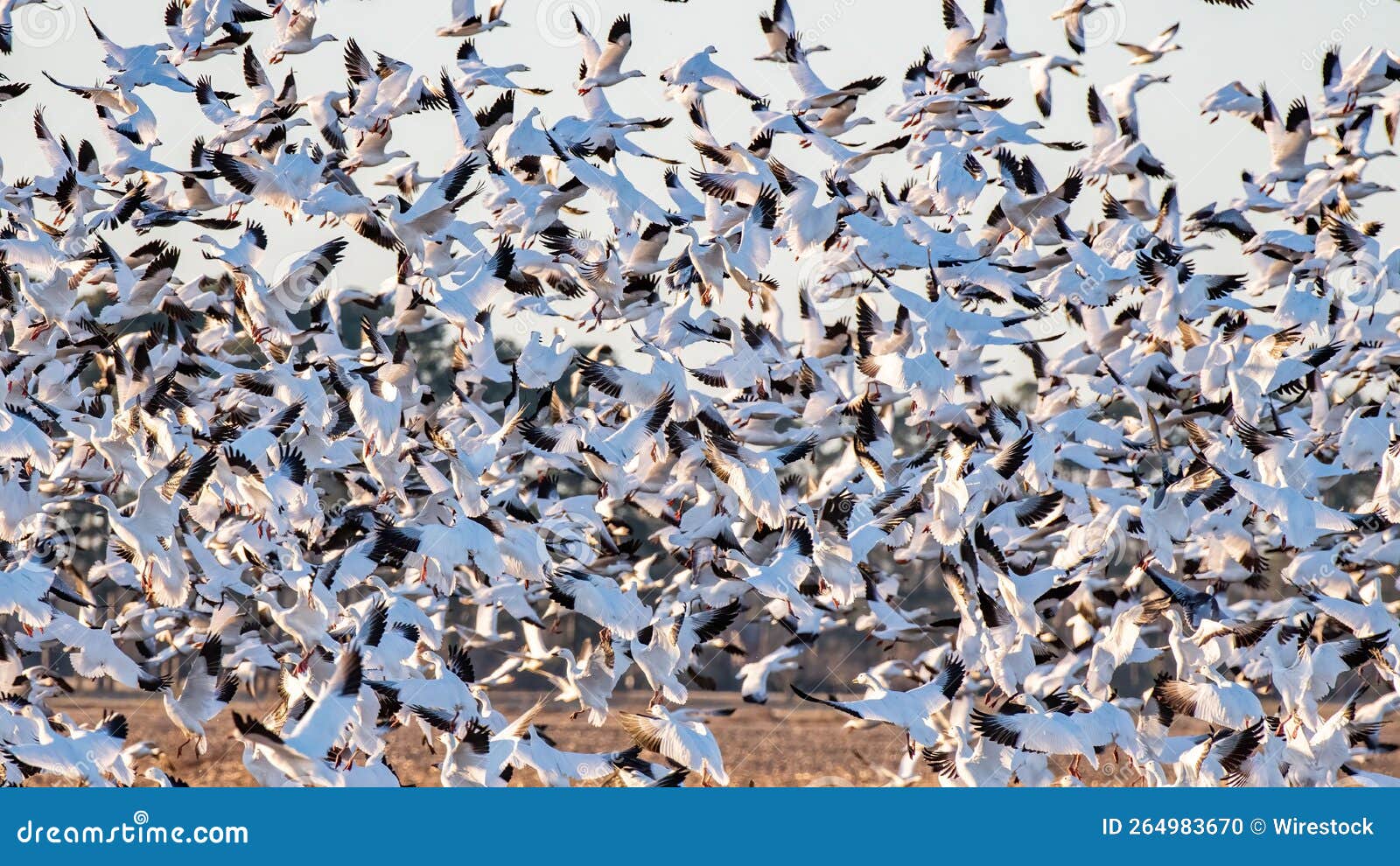 Beautiful Shot of a Group of Birds Migrating with the Sun Shining on ...