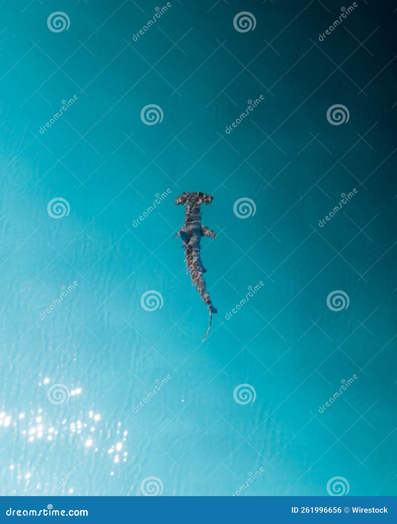 Beautiful Shot of a Hammerhead Shark Stock Photo - Image of tuna, squid ...