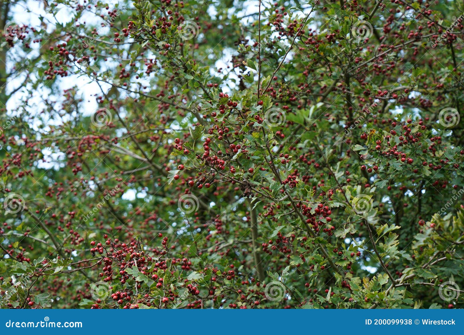 Beautiful Shot of Highbush Cranberry Tree Stock Photo - Image of ...