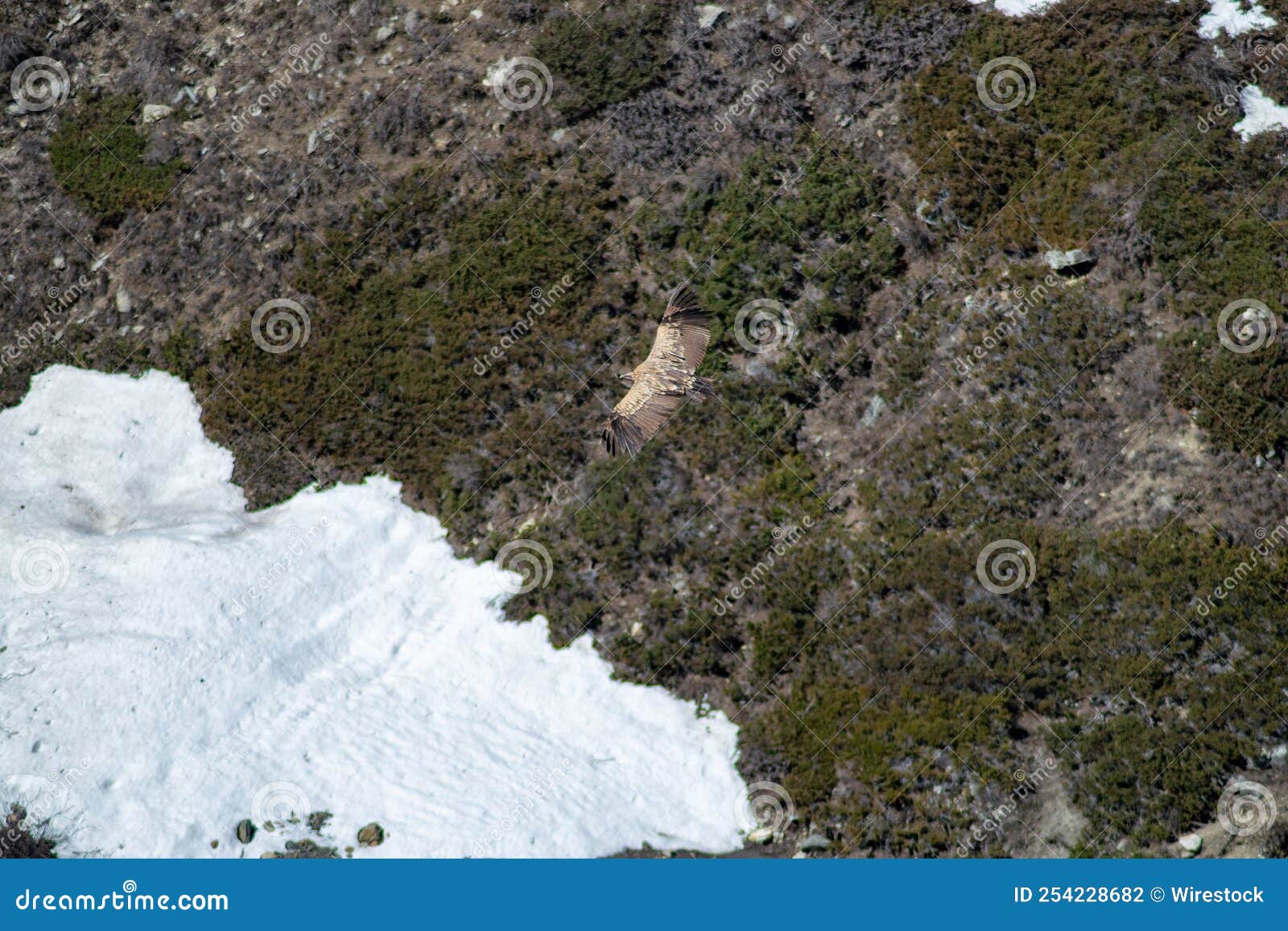 Beautiful Shot of a Himalayan Eagle Flying Over Mountains Stock Photo ...