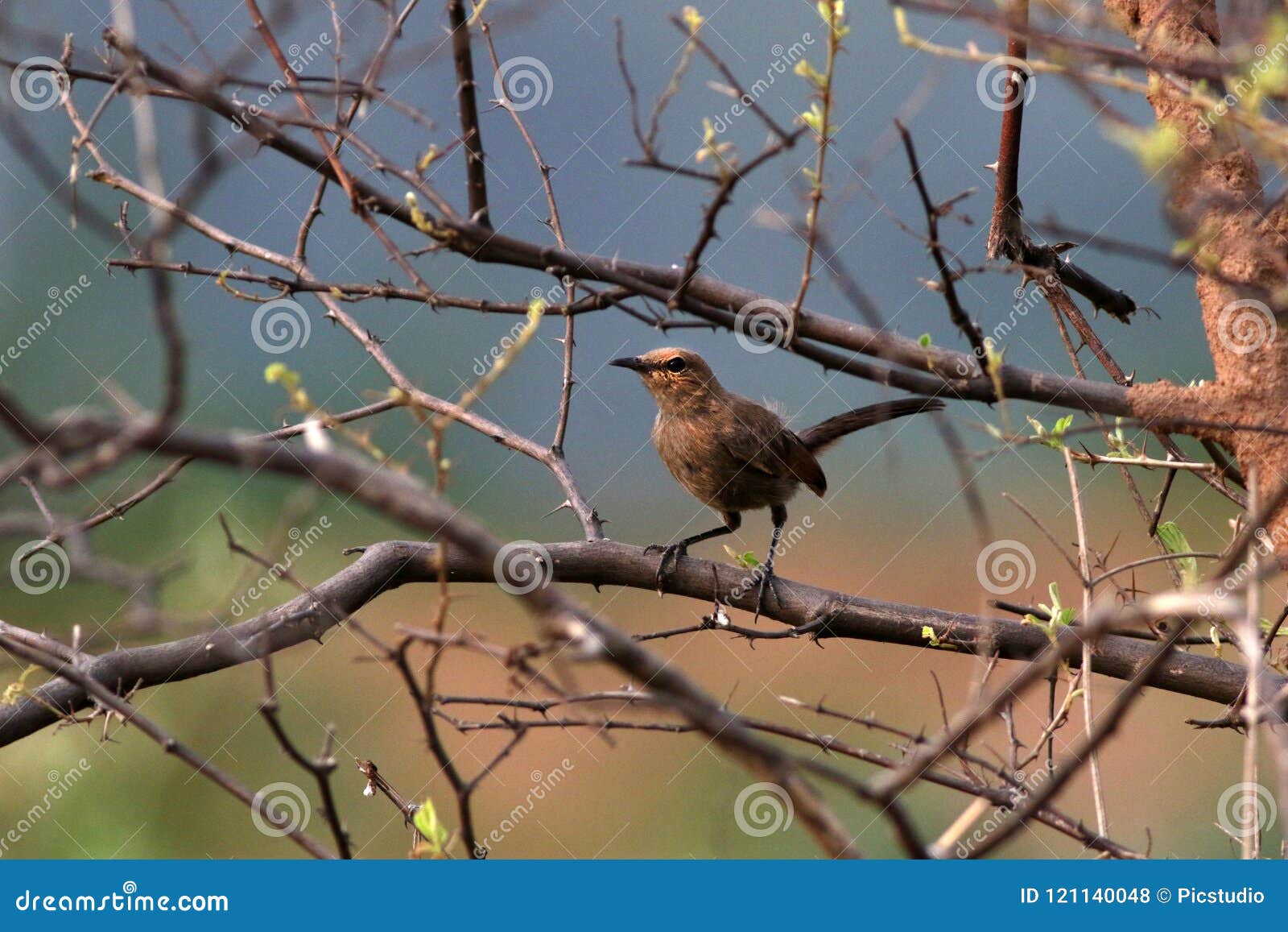 Indian robin stock photo. Image of robin, back, beautiful - 121140048