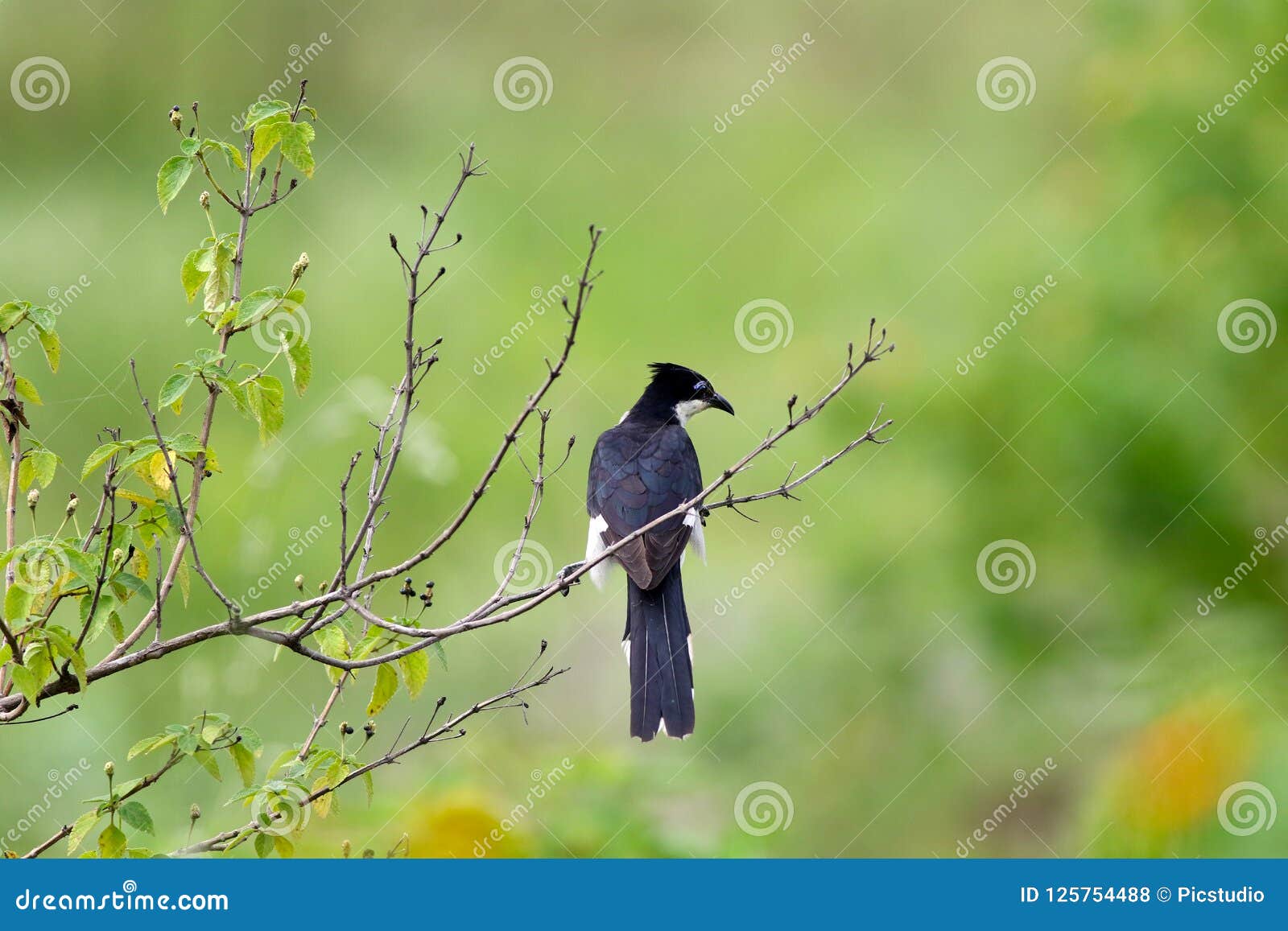 The Jacobin Cuckoo, Pied Cuckoo, Or Pied Crested Cuckoo Royalty-Free ...