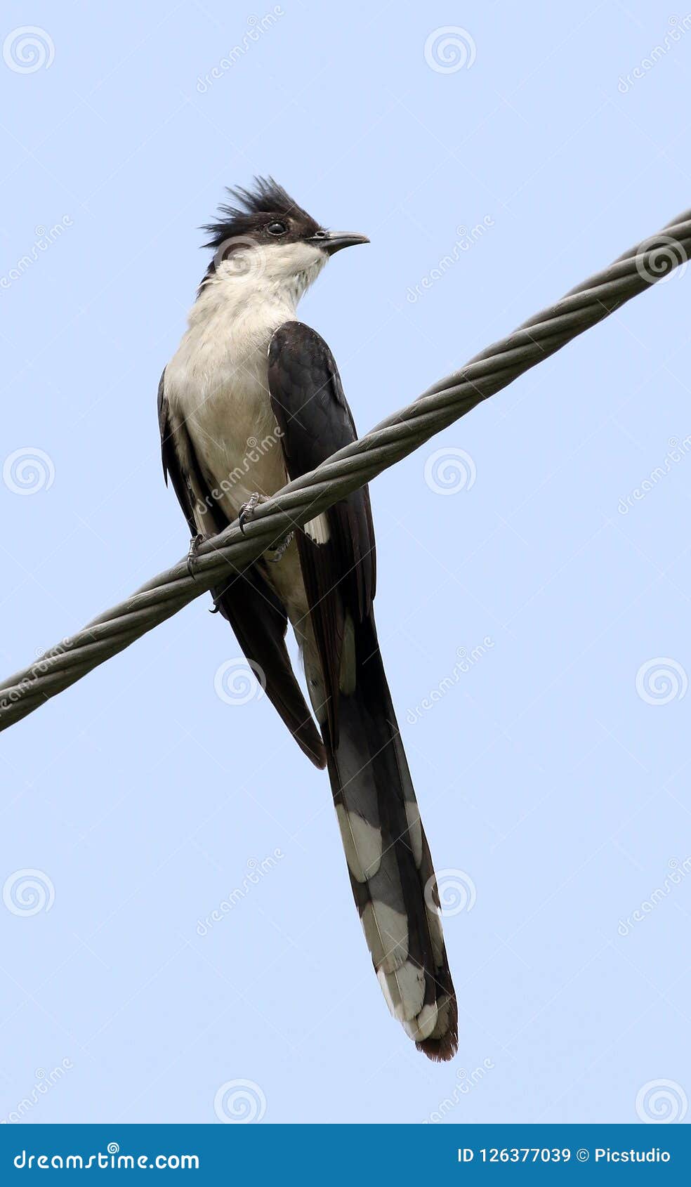Jacobin cuckoo stock image. Image of large, feathers - 126377039