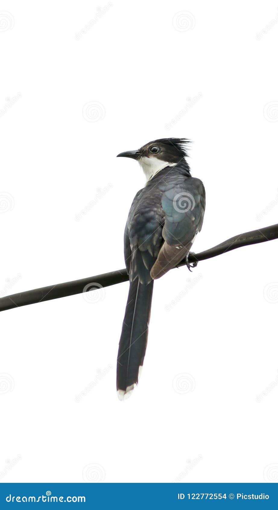 Jacobin cuckoo stock photo. Image of white, wire, bird - 122772554