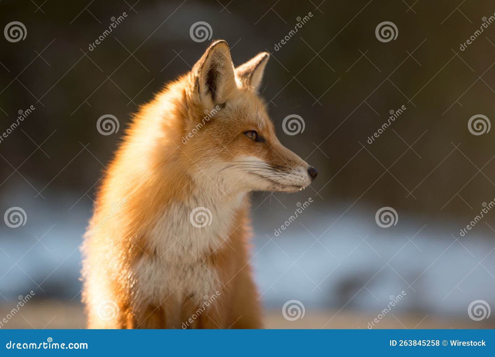 Beautiful Shot of a Korean Fox Stock Photo - Image of carnivore, hair ...