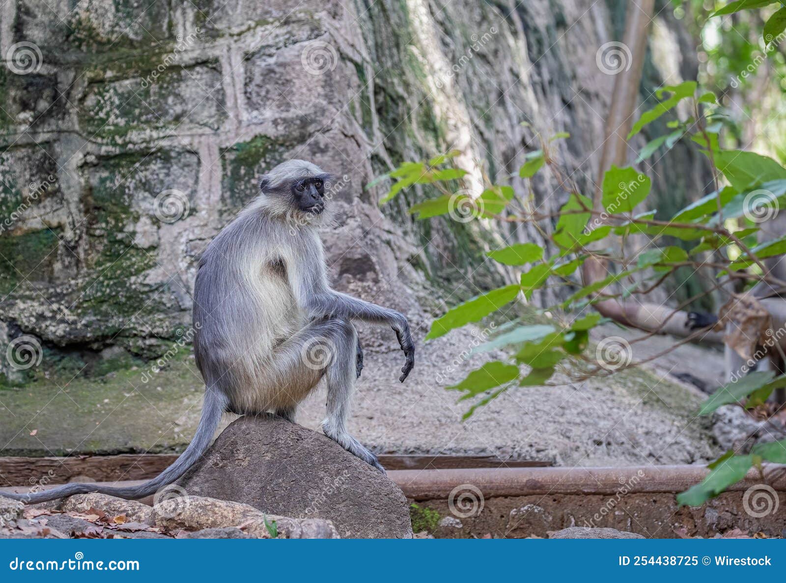 Beautiful Shot of a Langur Monkey Resting on a Stone at the Zoo Stock ...
