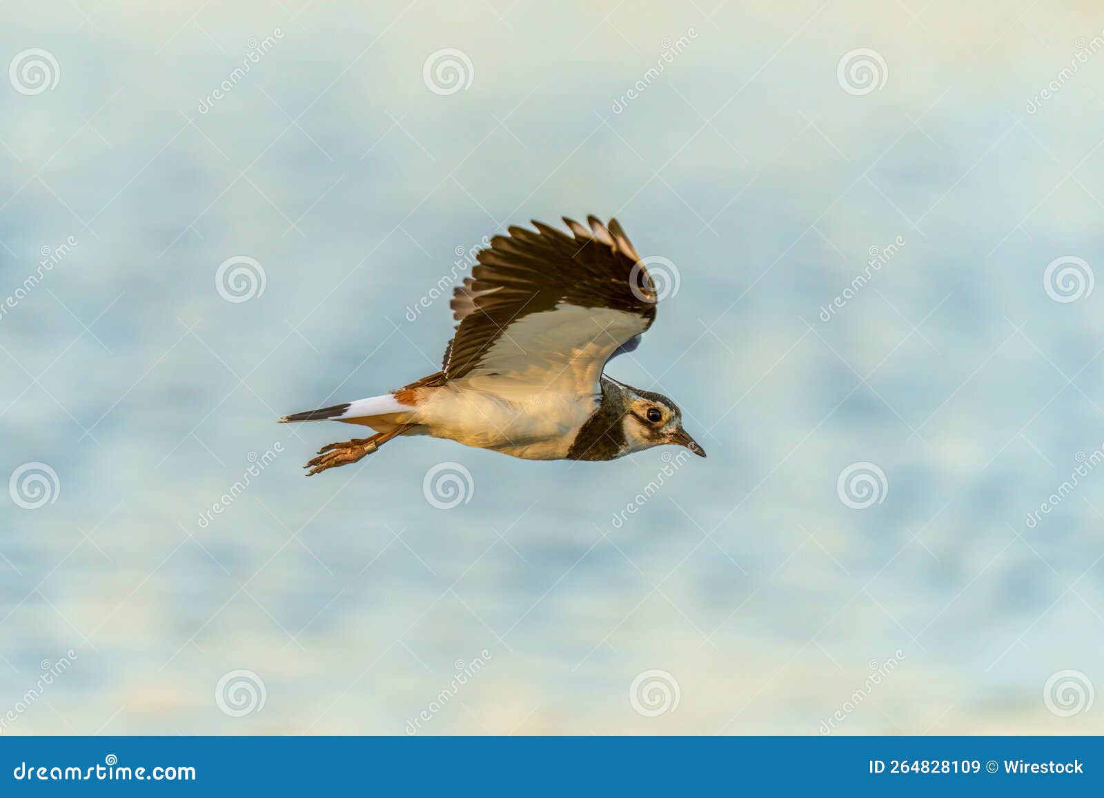 Beautiful Shot of a Lapwing Flying Stock Image - Image of green, avian ...