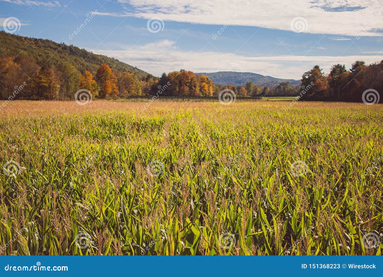 Beautiful Shot of a Large Cornfield during the Spring Stock Image ...