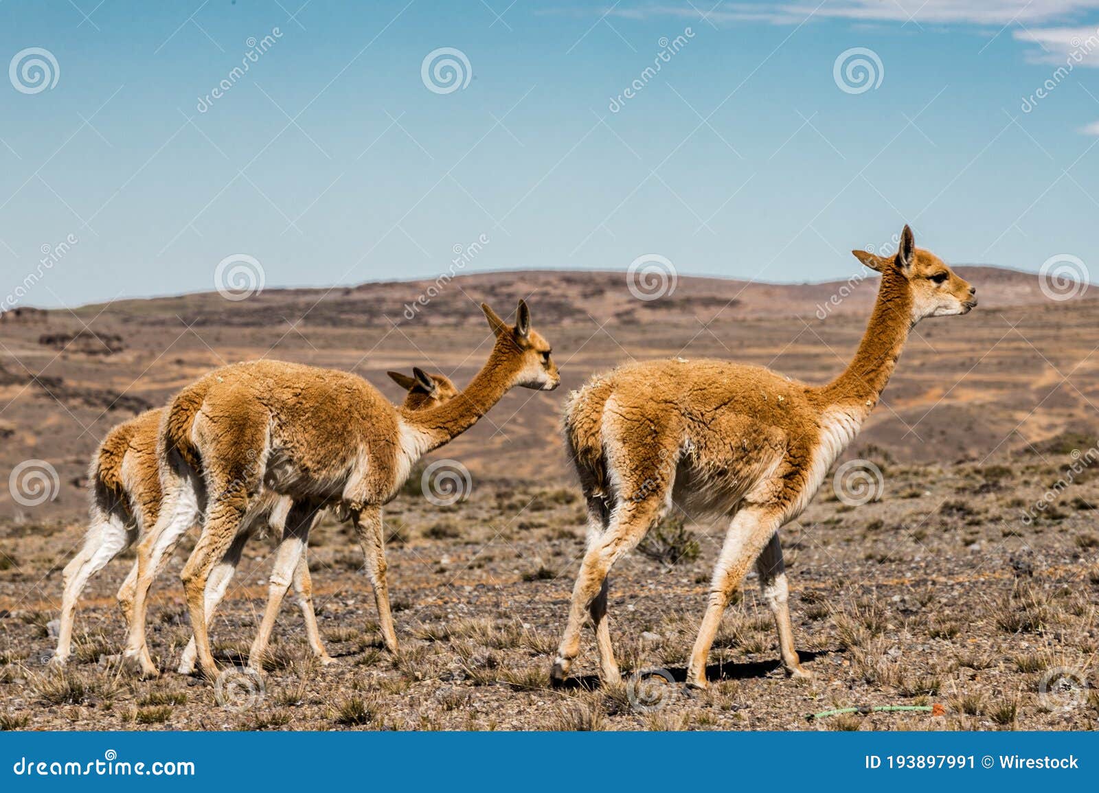 Beautiful Shot of Llamas in the Fields Stock Image - Image of mammals ...
