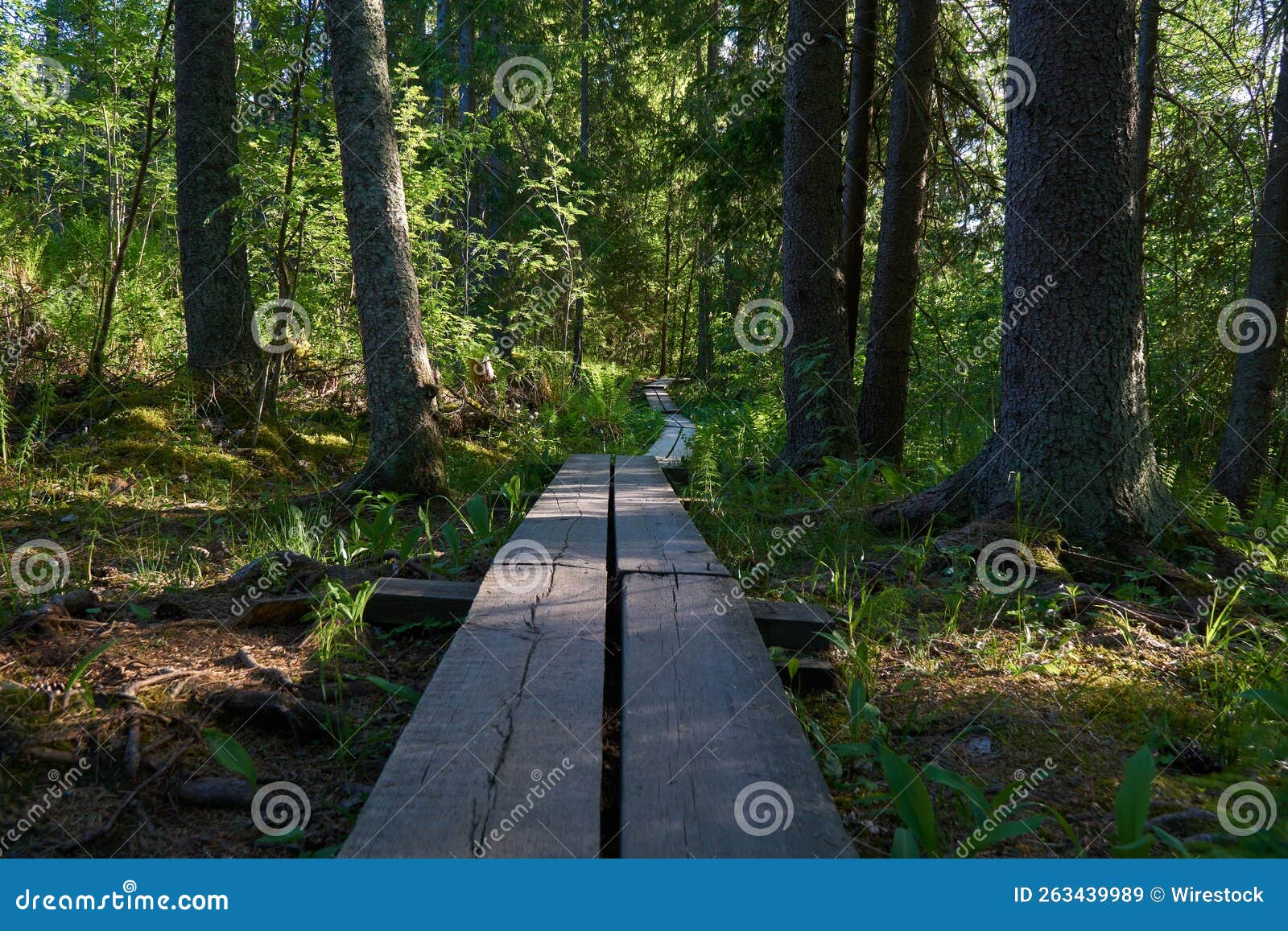 Beautiful Shot of a Long Boardwalk Footpath in a Forest Stock Image ...