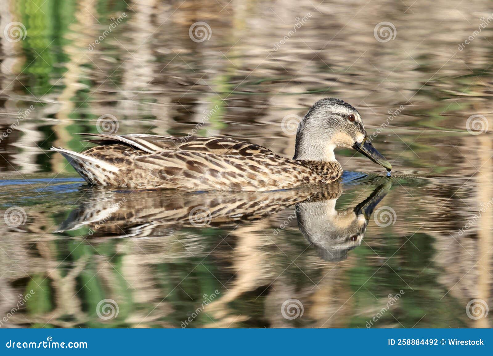 Beautiful Shot of a Mallard Duck Floating on the Water Surface Stock ...
