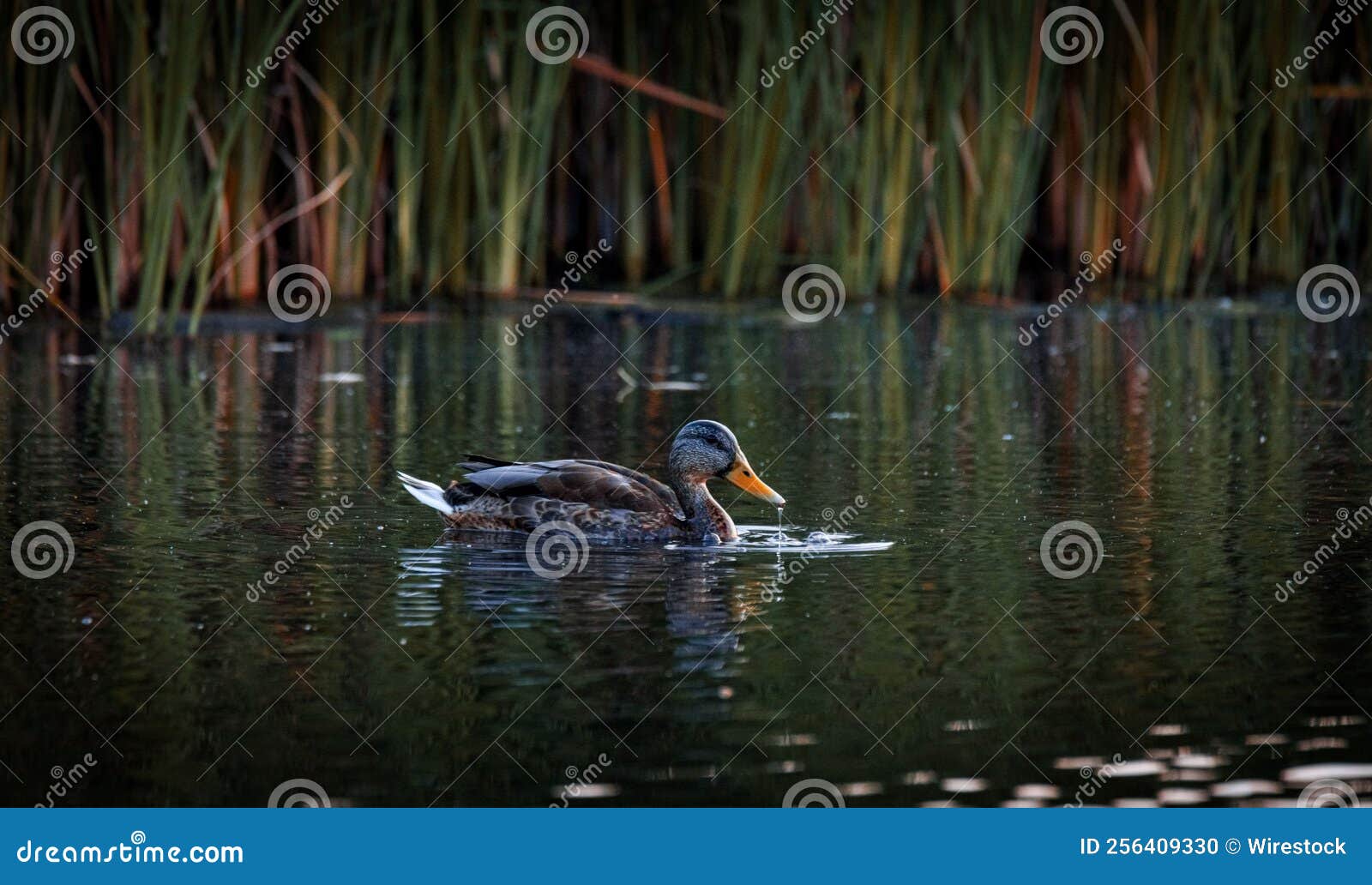 Beautiful Shot of a Mallard in a Lake Stock Photo - Image of wildlife ...