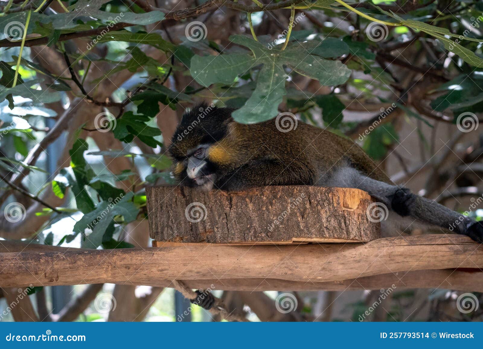 Beautiful Shot of a Monkey in a Zoo Stock Photo - Image of monkey, wild ...