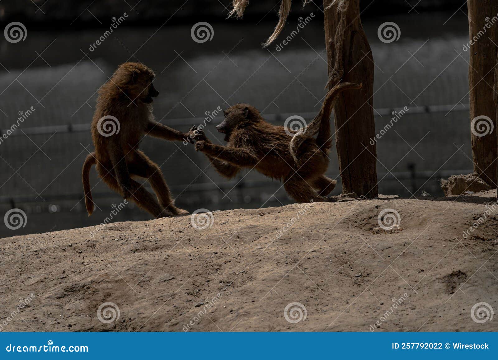 Beautiful Shot of Monkeys Playing Together in a Zoo Editorial ...